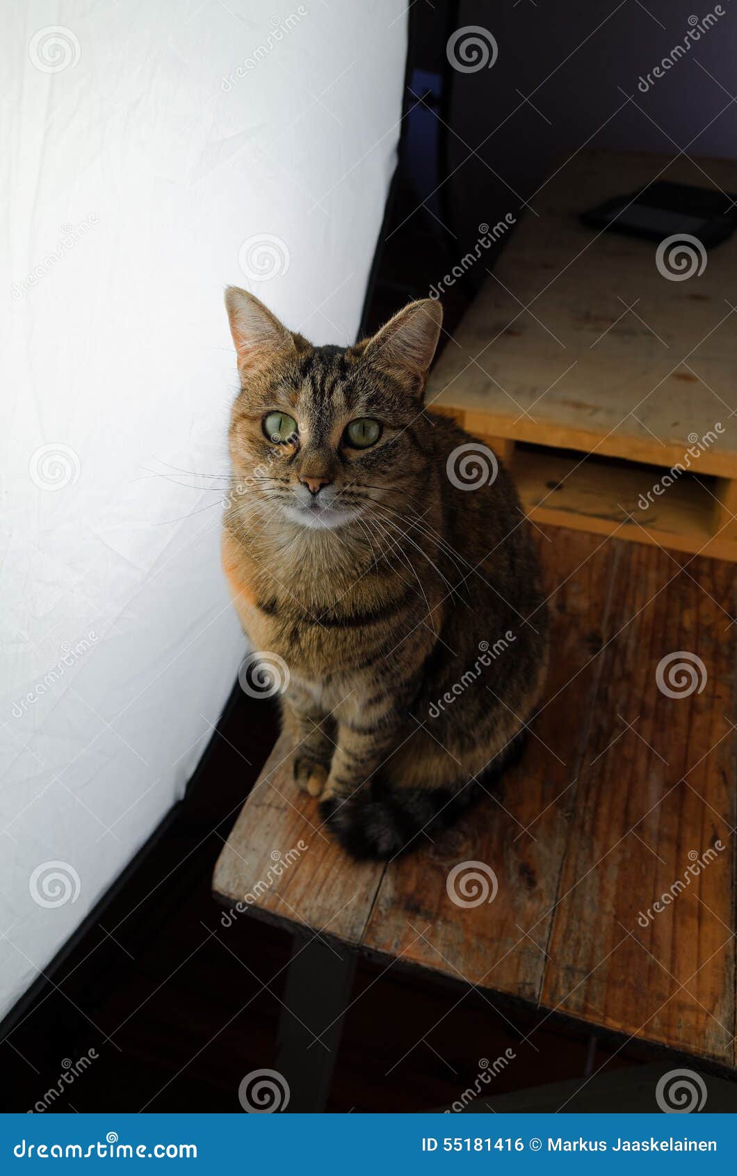 Female Cat in Front of a Large Photography Studio Light Stock Photo ...