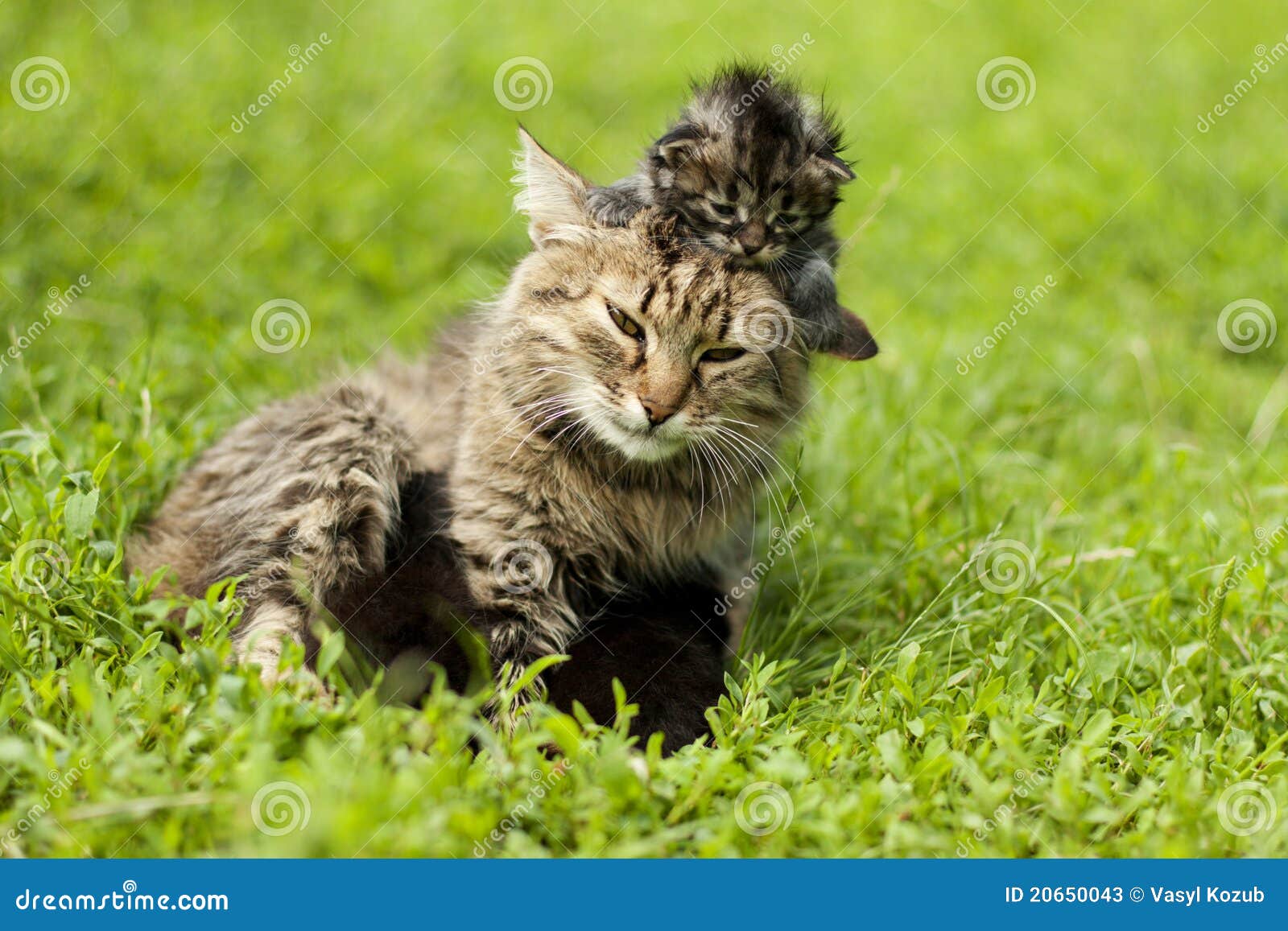 Female cat and her kittens stock image. Image of child - 20650043