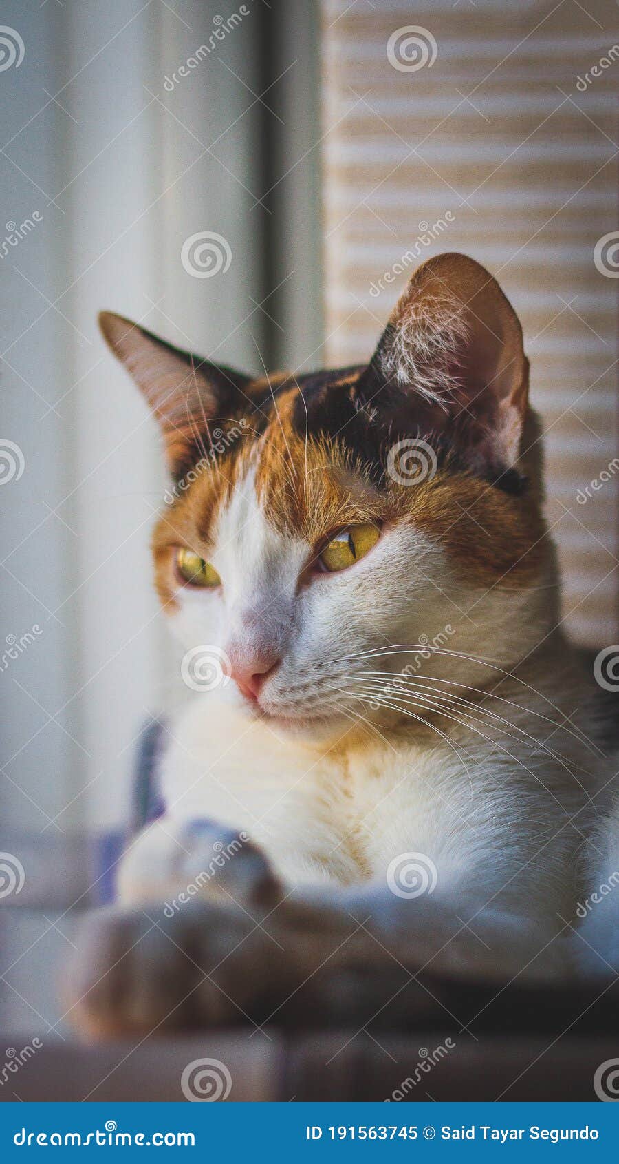 A Cat Lying Under the Sunlight Stock Image - Image of calico, look ...