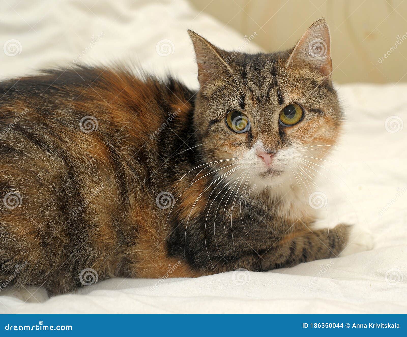 Female Cat, Cat with Three Colors Stock Photo - Image of gata, eyes ...