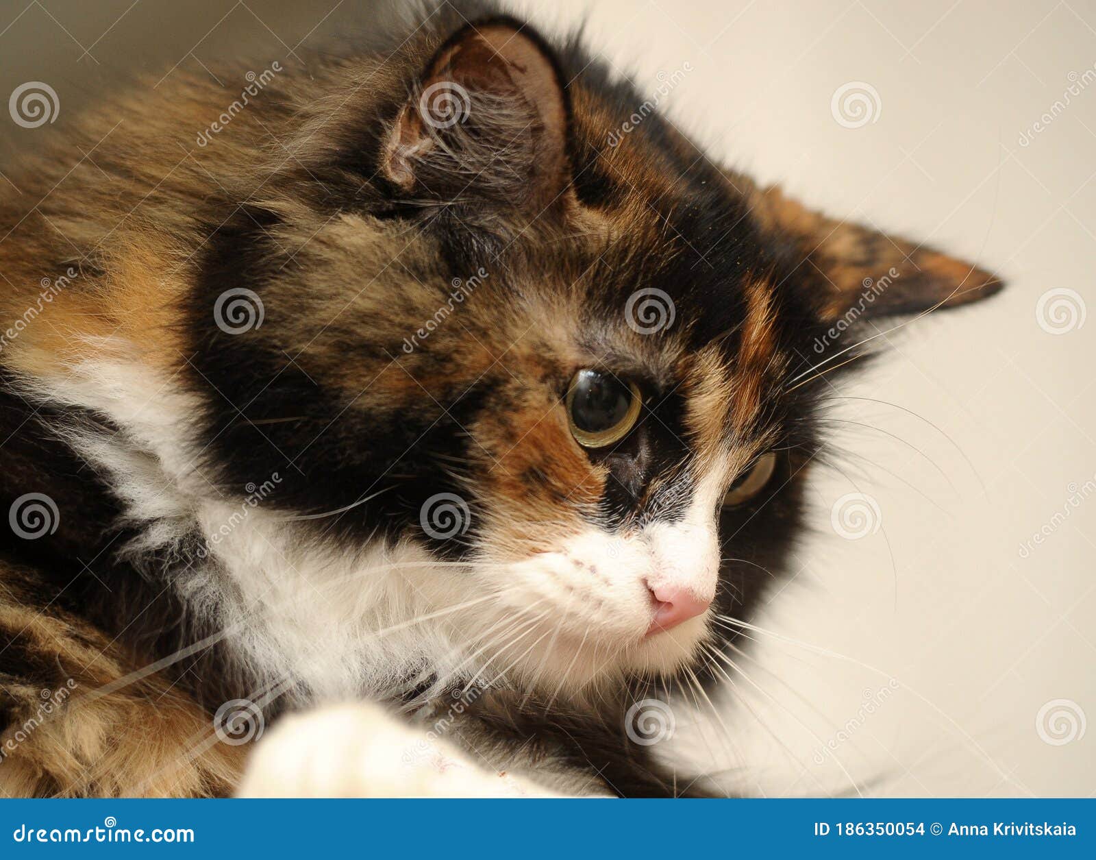 Female Cat, Cat with Three Colors Stock Photo - Image of funny, cute ...