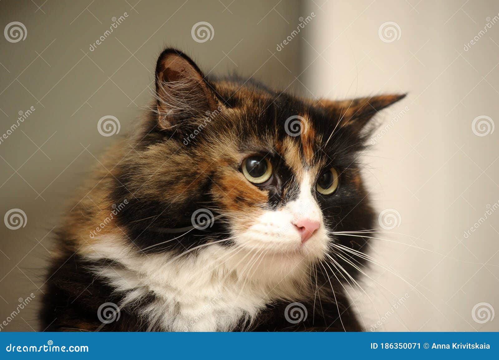 Female Cat, Cat with Three Colors Stock Image - Image of cats ...