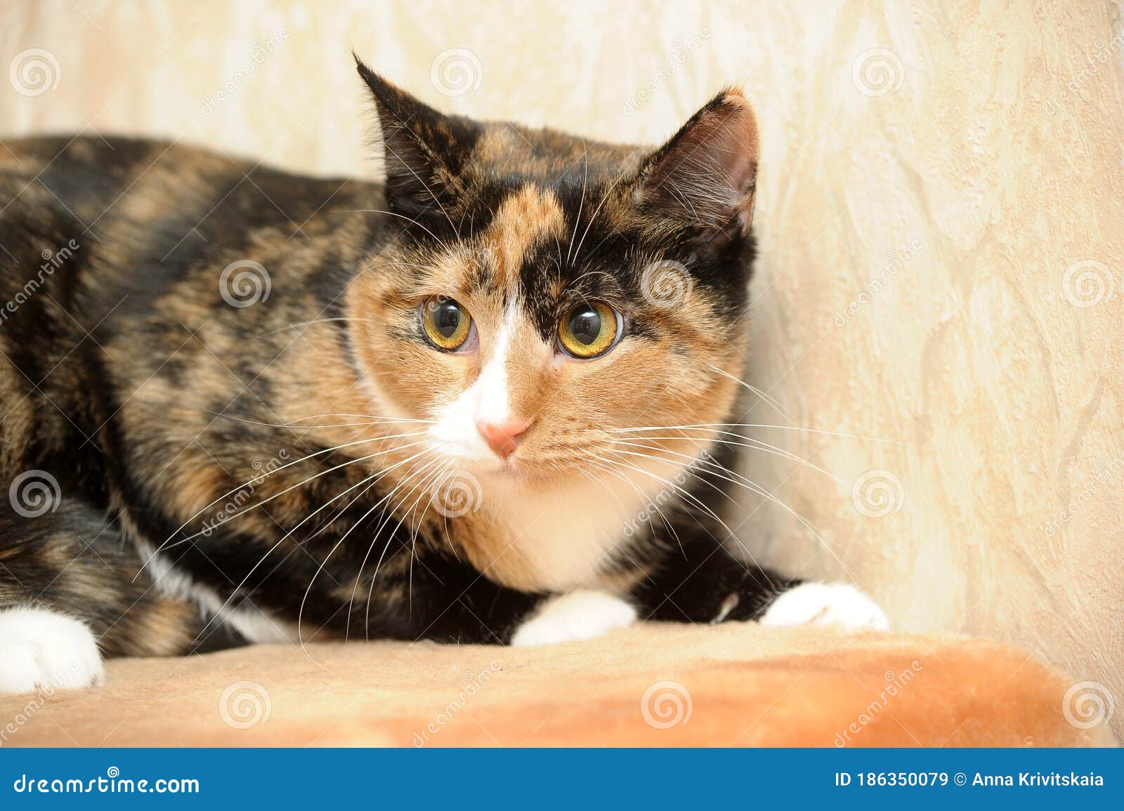 Female Cat, Cat with Three Colors Stock Image - Image of observant ...