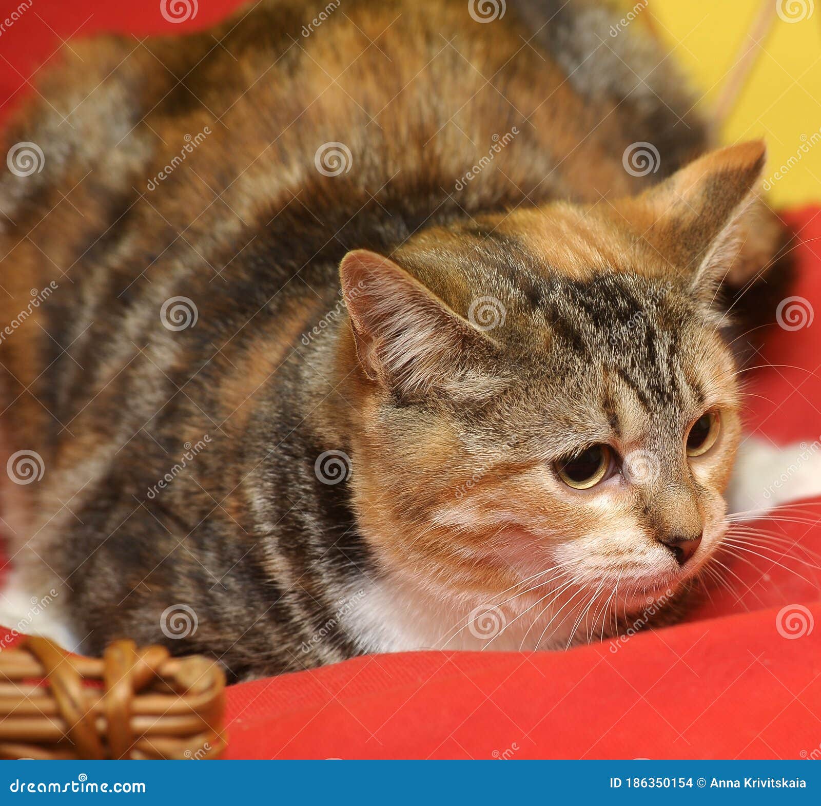 Female Cat, Cat with Three Colors Stock Photo - Image of beautiful ...