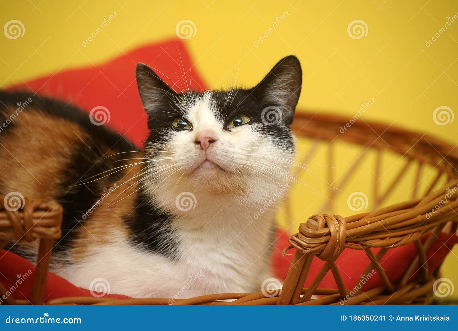Female Cat, Cat with Three Colors Stock Image - Image of black, look ...