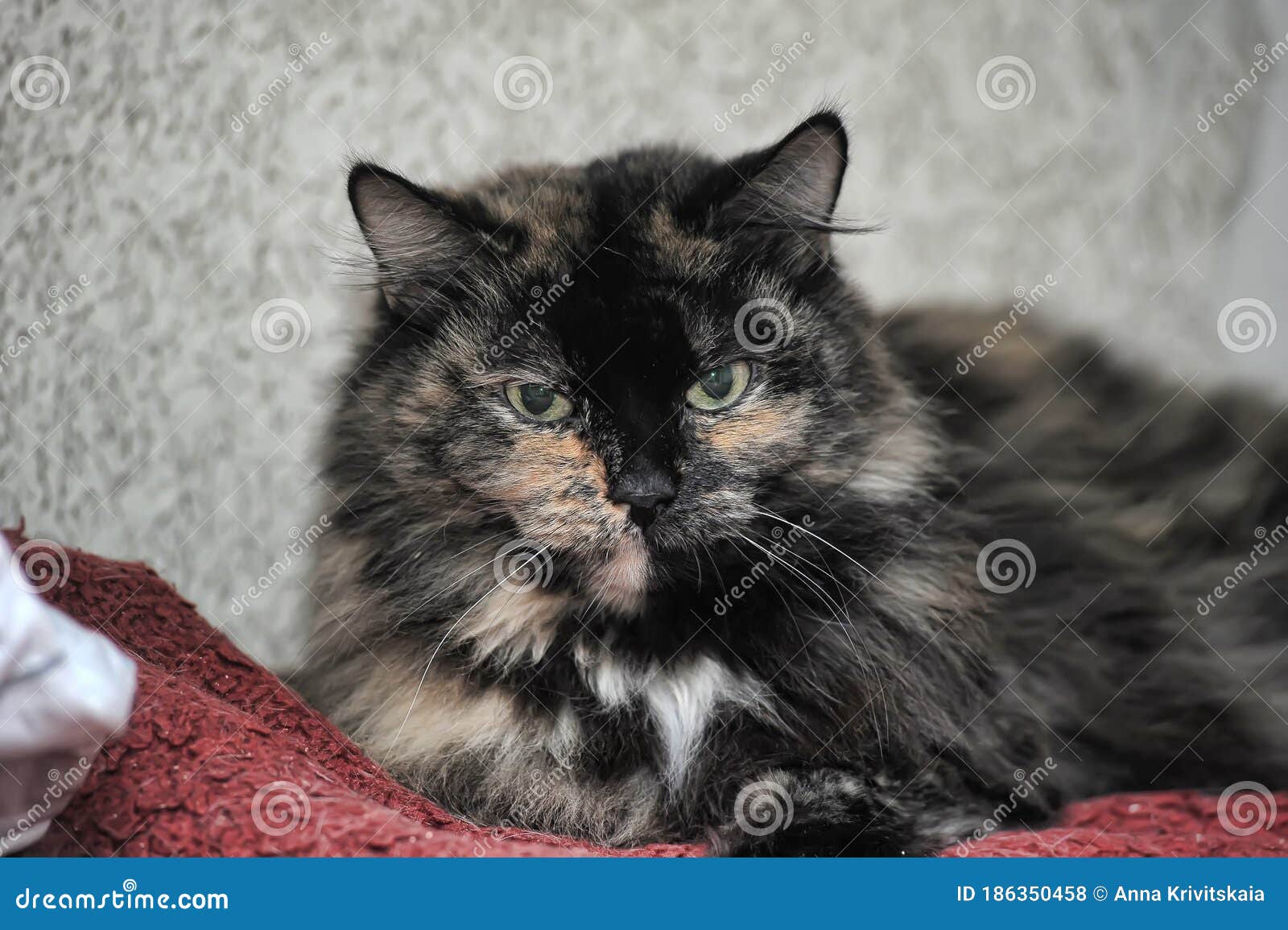 Female Cat, Cat with Three Colors Stock Photo - Image of beautiful ...