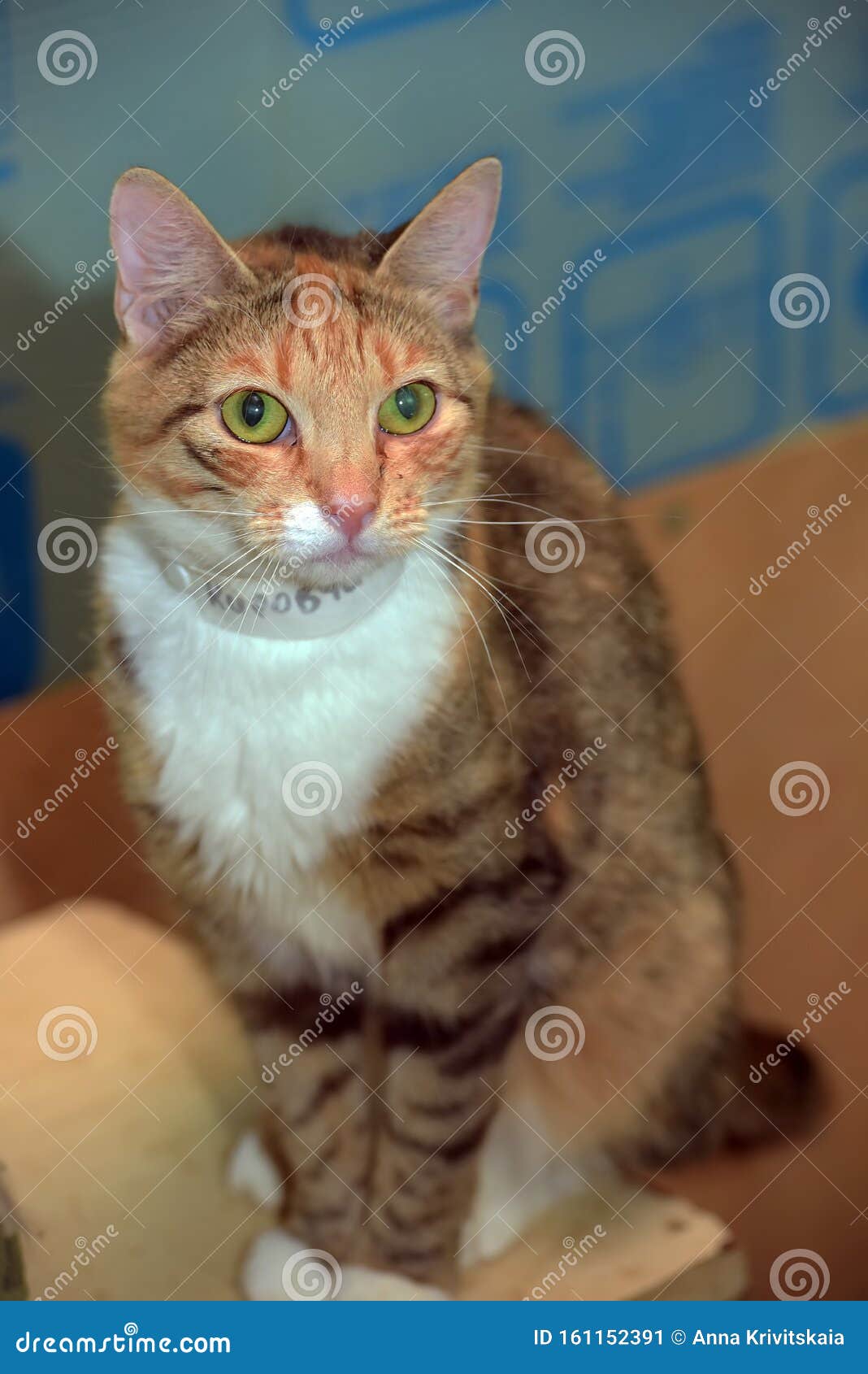 Female Cat, with Three Colours Stock Image - Image of nose, color ...