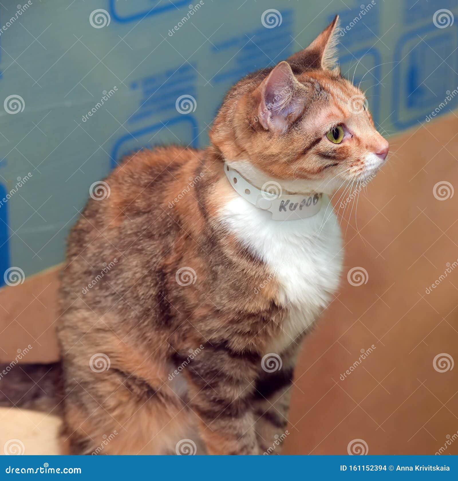 Female Cat, with Three Colours Stock Photo - Image of green, domestic ...