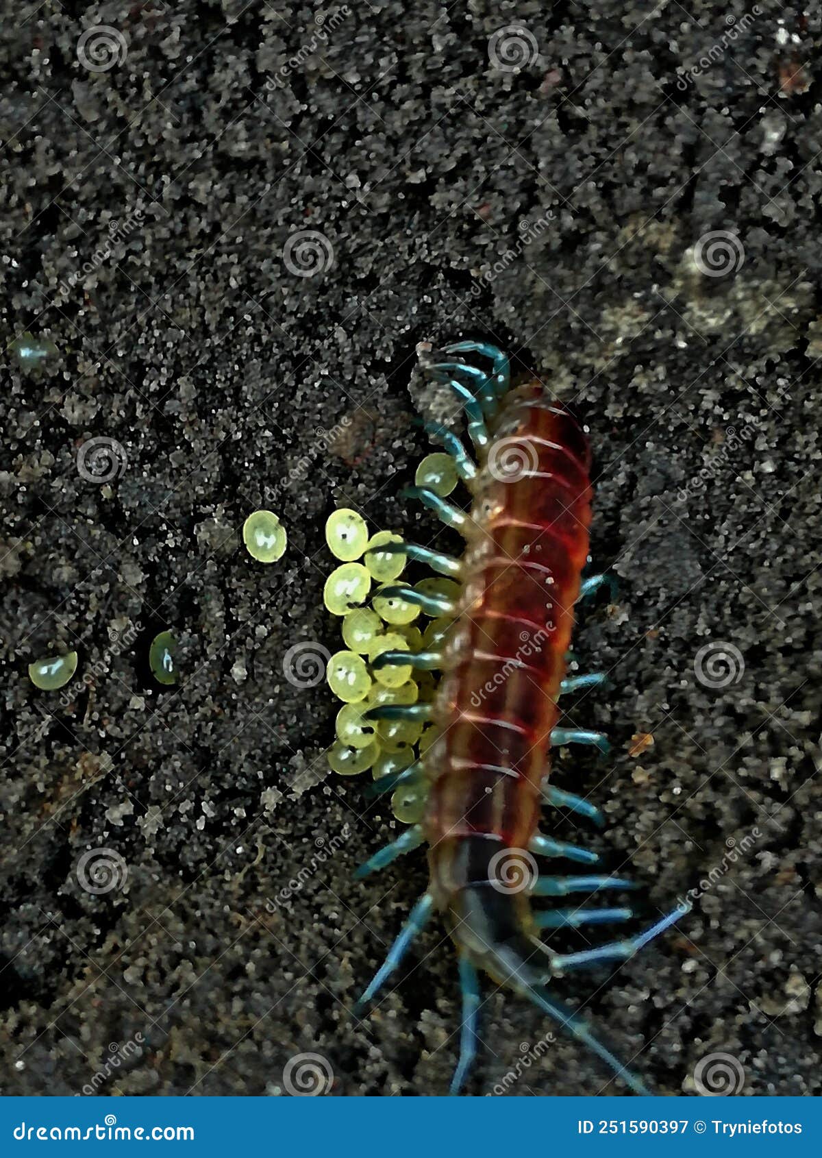 Female centipede with eggs stock image. Image of ground - 251590397