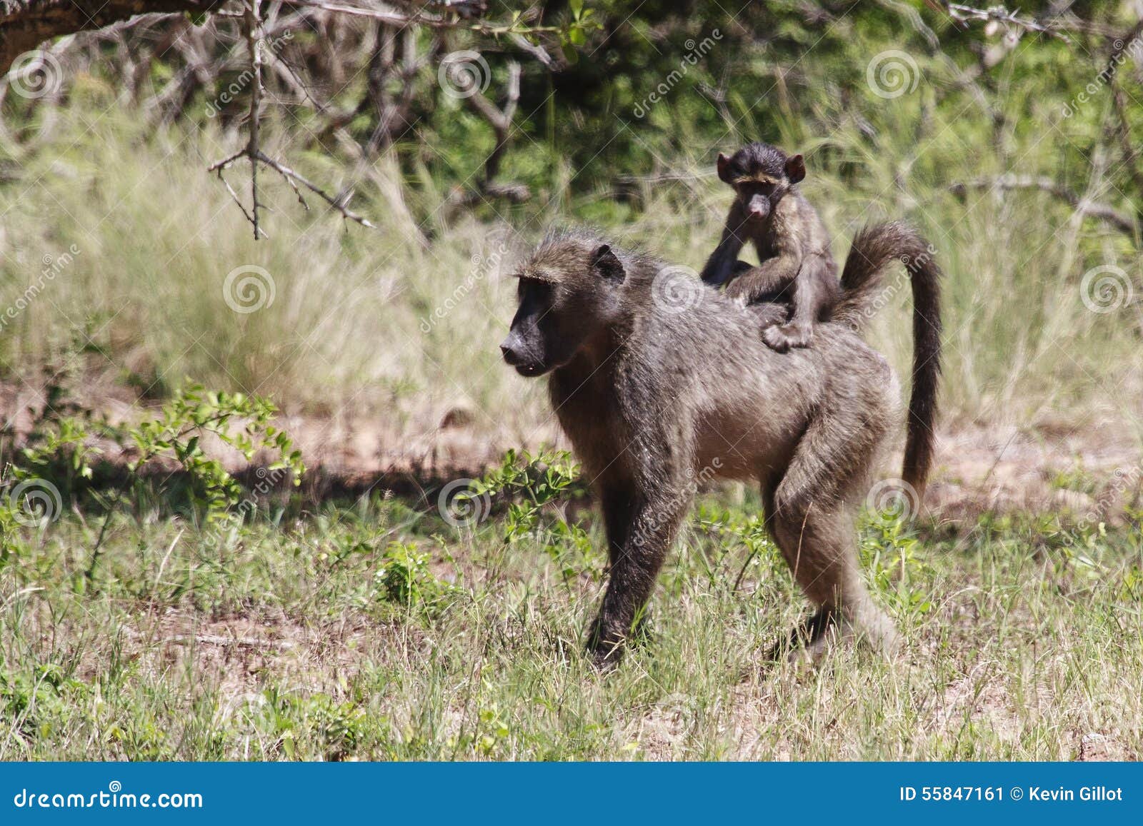 Female Chacma Baboon & Her Young Stock Image - Image of cute, close ...