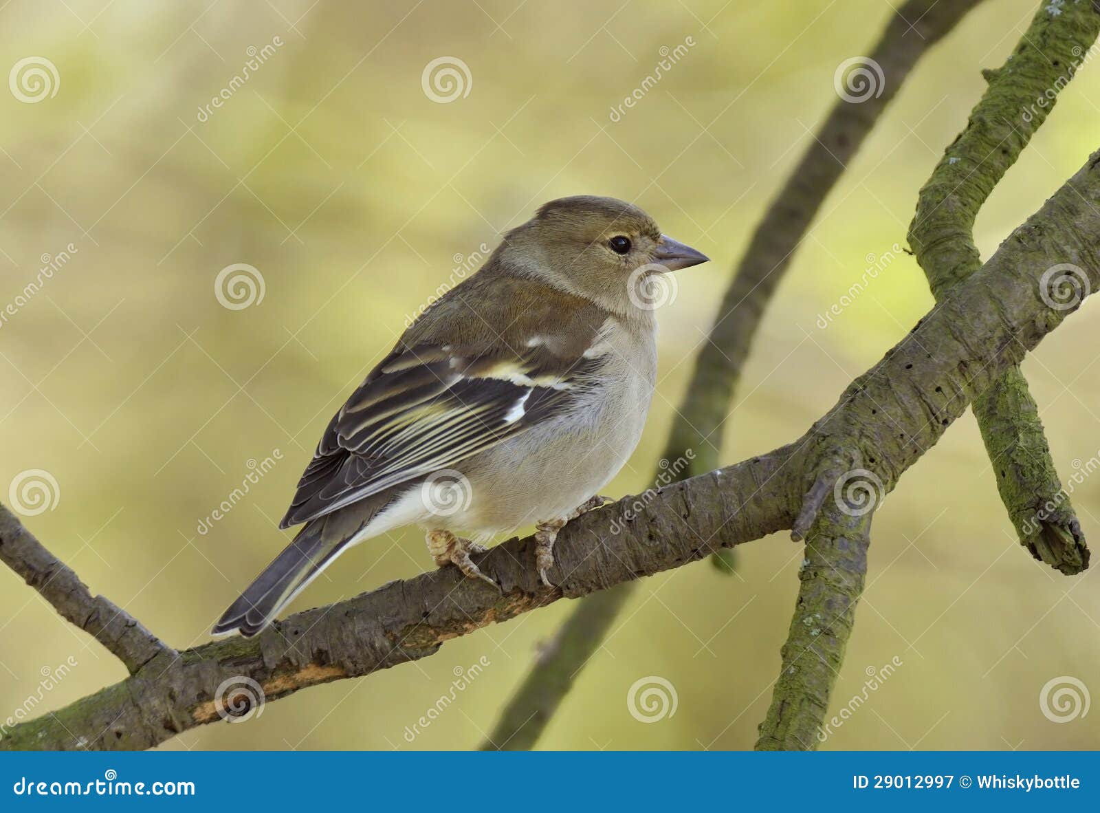 Female Chaffinch stock image. Image of woodland, gloucestershire - 29012997