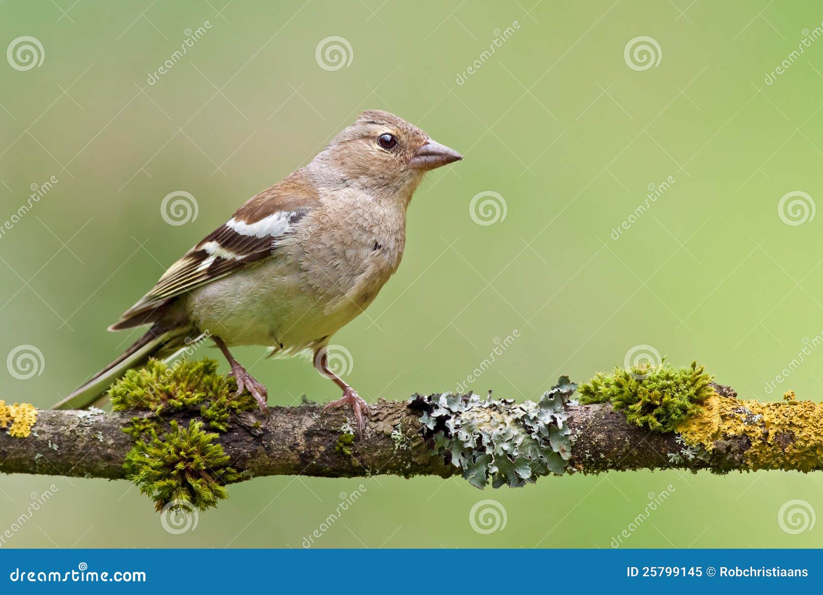 Female Chaffinch (Fringilla Coelebs) Stock Image - Image of chaffy ...