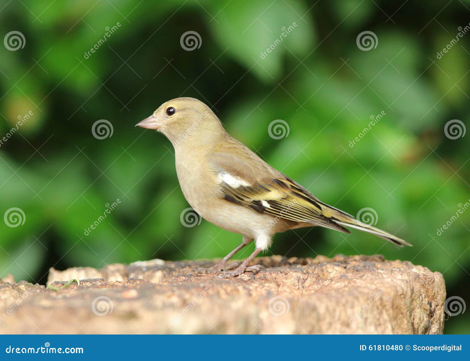 Female Chaffinch stock photo. Image of nature, woodland - 61810480