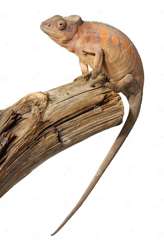 Female chameleon stock image. Image of arboricole, branch - 4283299