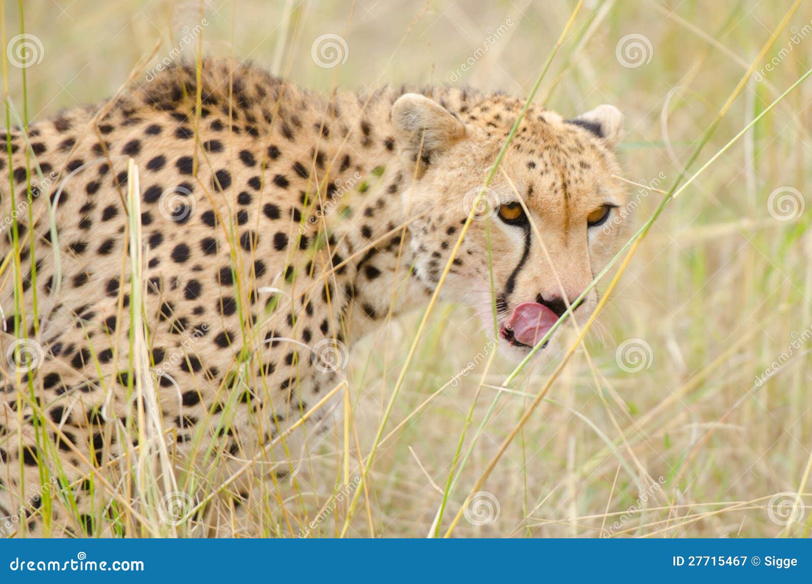 Female Cheetah stock image. Image of savannah, acinonyx - 27715467