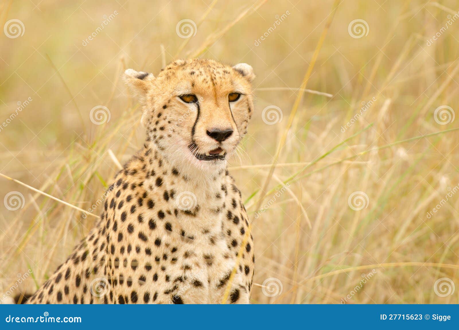 Female Cheetah stock image. Image of mara, wilderness - 27715623