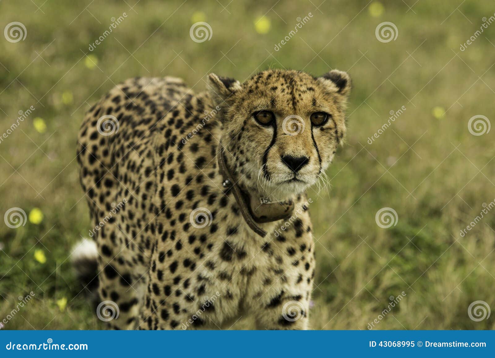 Female Cheetah stock image. Image of reserve, cheetah - 43068995