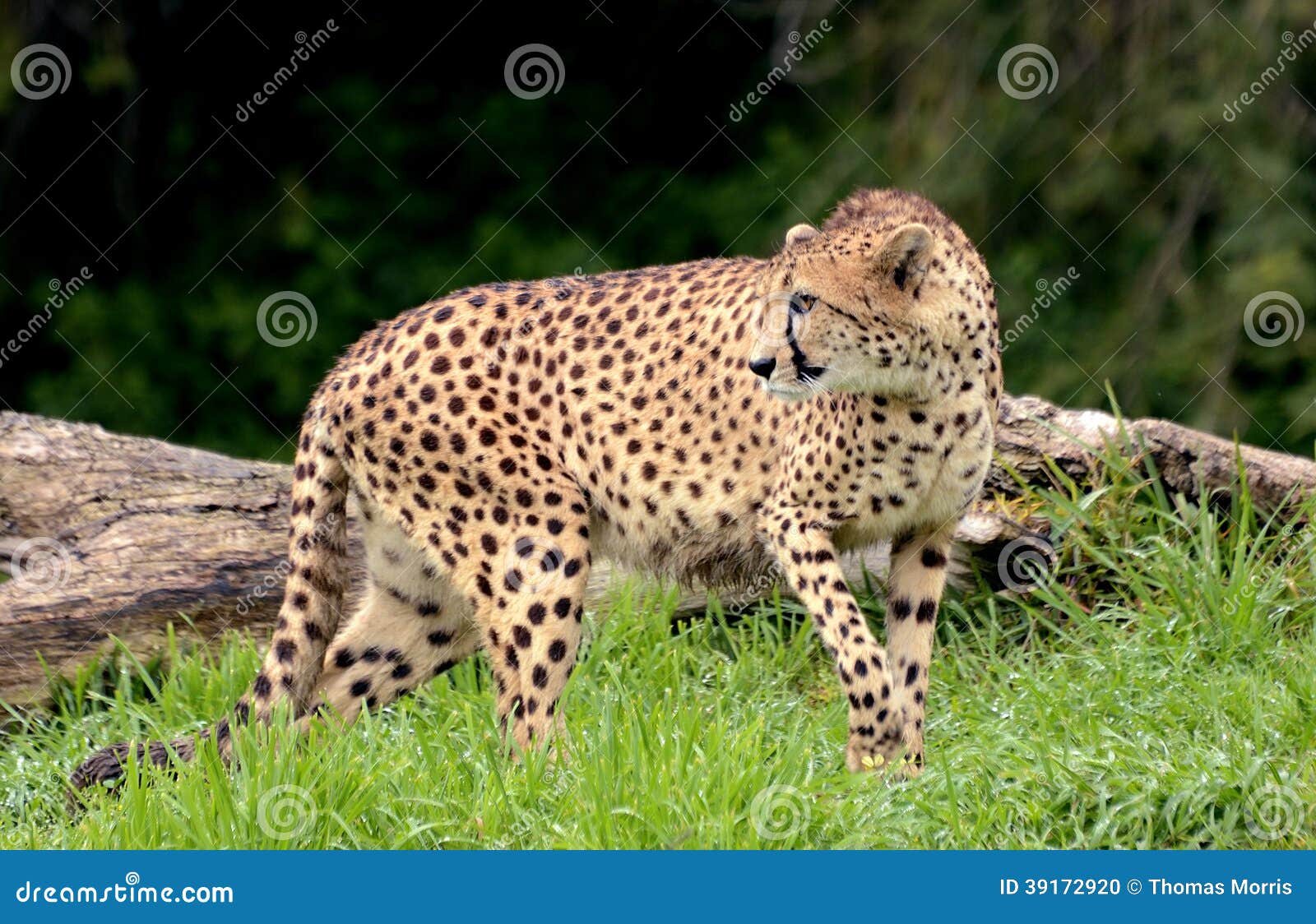 Female Cheetah stock photo. Image of reserve, environment - 39172920