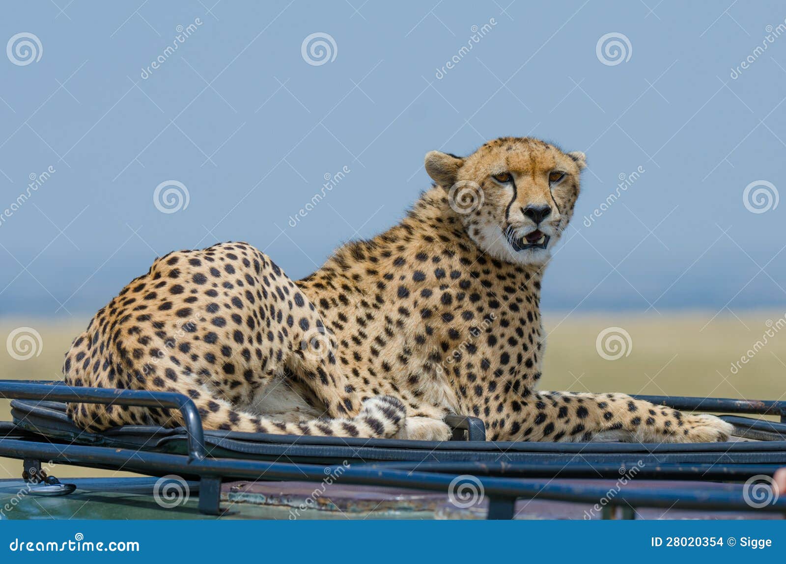 Female cheetah on roof stock photo. Image of african - 28020354