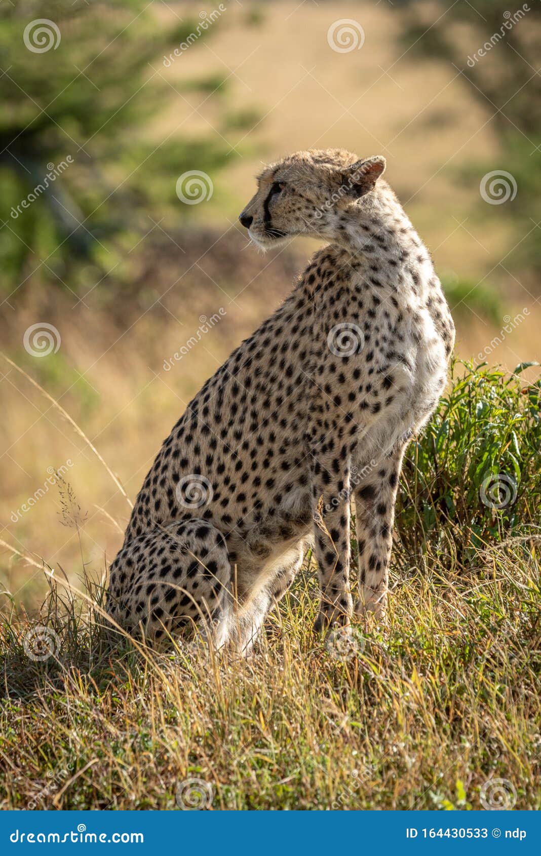 Female Cheetah Sits in Grass Looking Back Stock Image - Image of animal ...