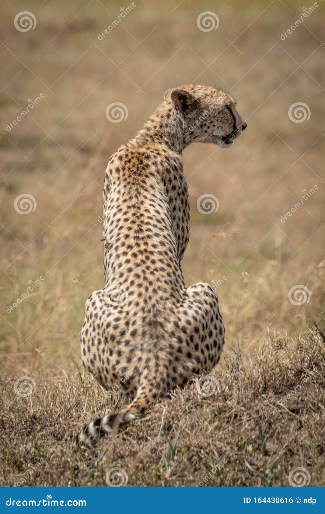 Female Cheetah Sits on Grass Turning Head Stock Photo - Image of ...