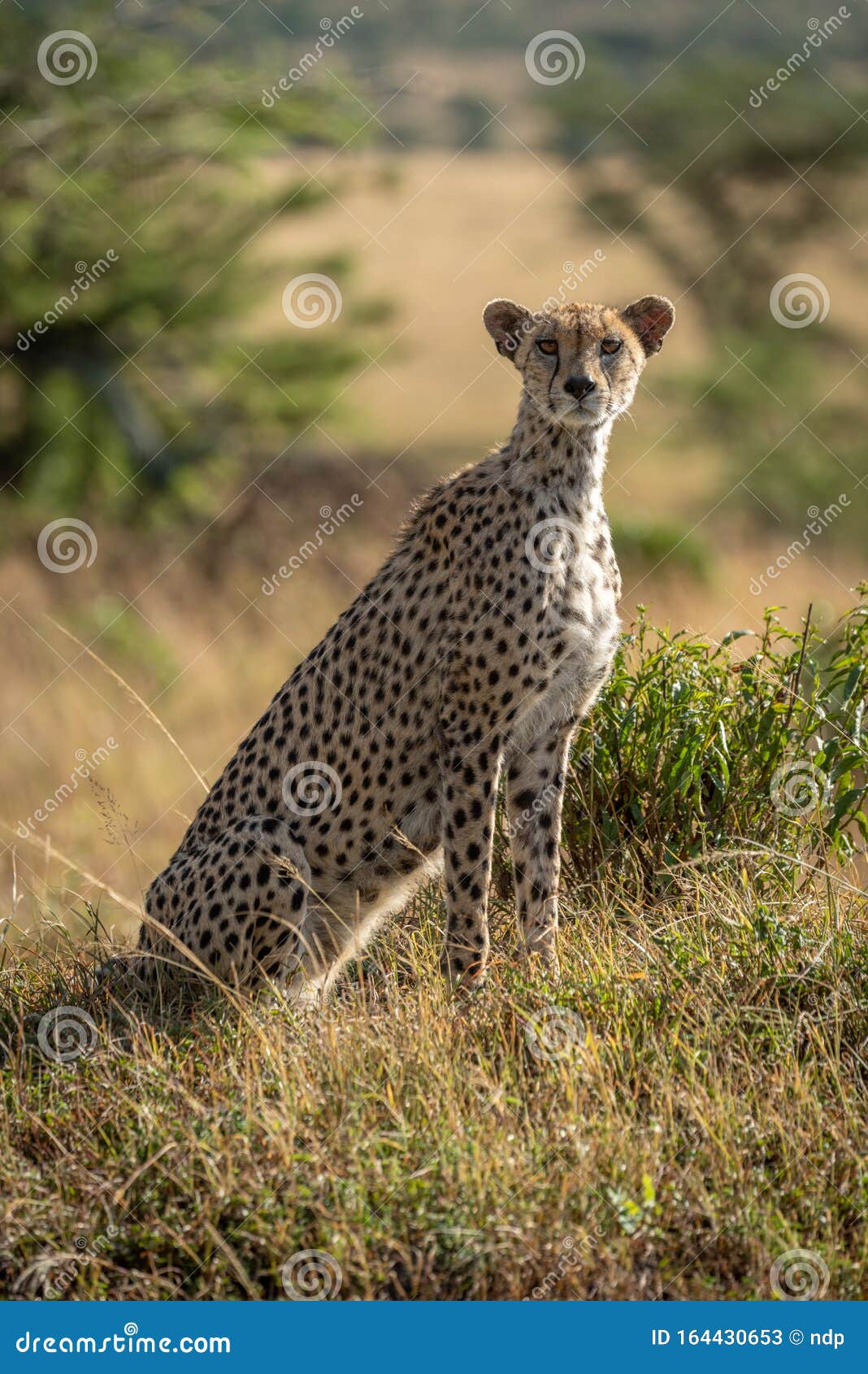 Female Cheetah Sits in Grass Watching Camera Stock Image - Image of ...
