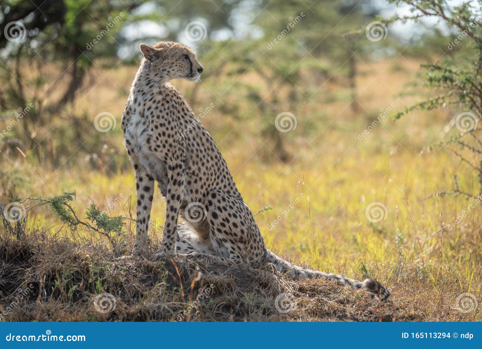 Female Cheetah Sits on Mound Looking Back Stock Photo - Image of family ...