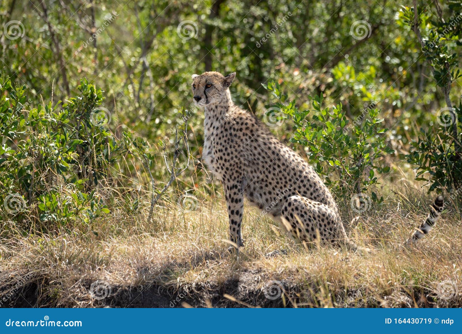 Female Cheetah Sits in Profile on Grass Stock Image - Image of travel ...