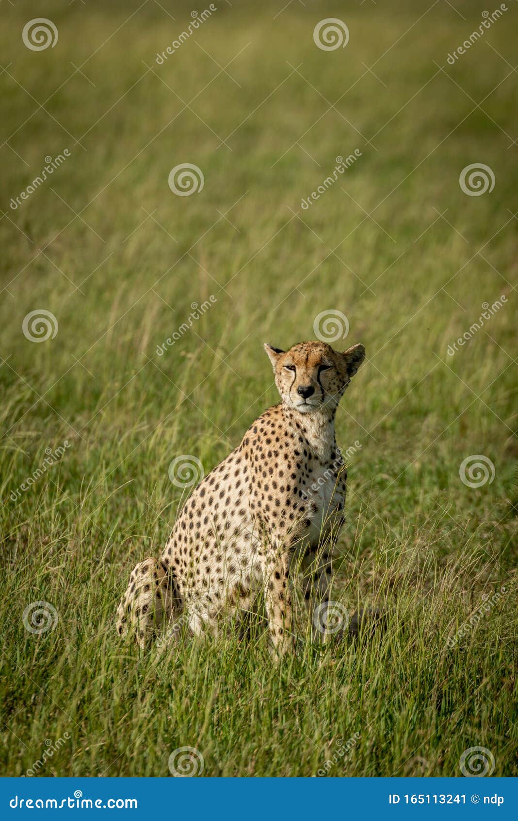 Female Cheetah Sits Turning Head in Grass Stock Image - Image of ...