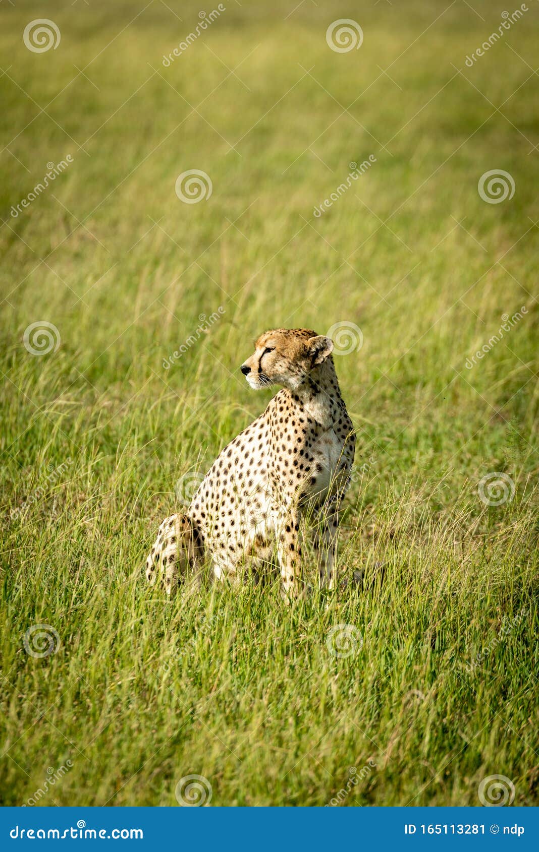 Female Cheetah Sits Turning Head in Savannah Stock Image - Image of ...