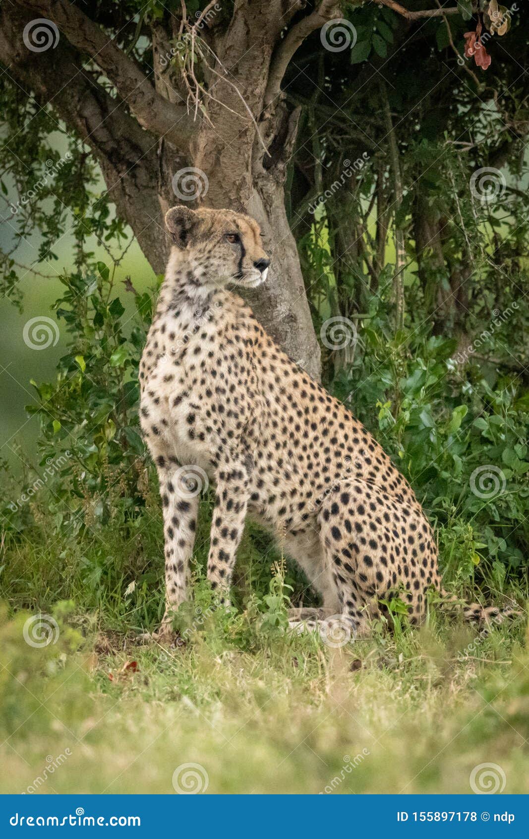 Female Cheetah Sits Under Tree Turning Head Stock Photo - Image of ...