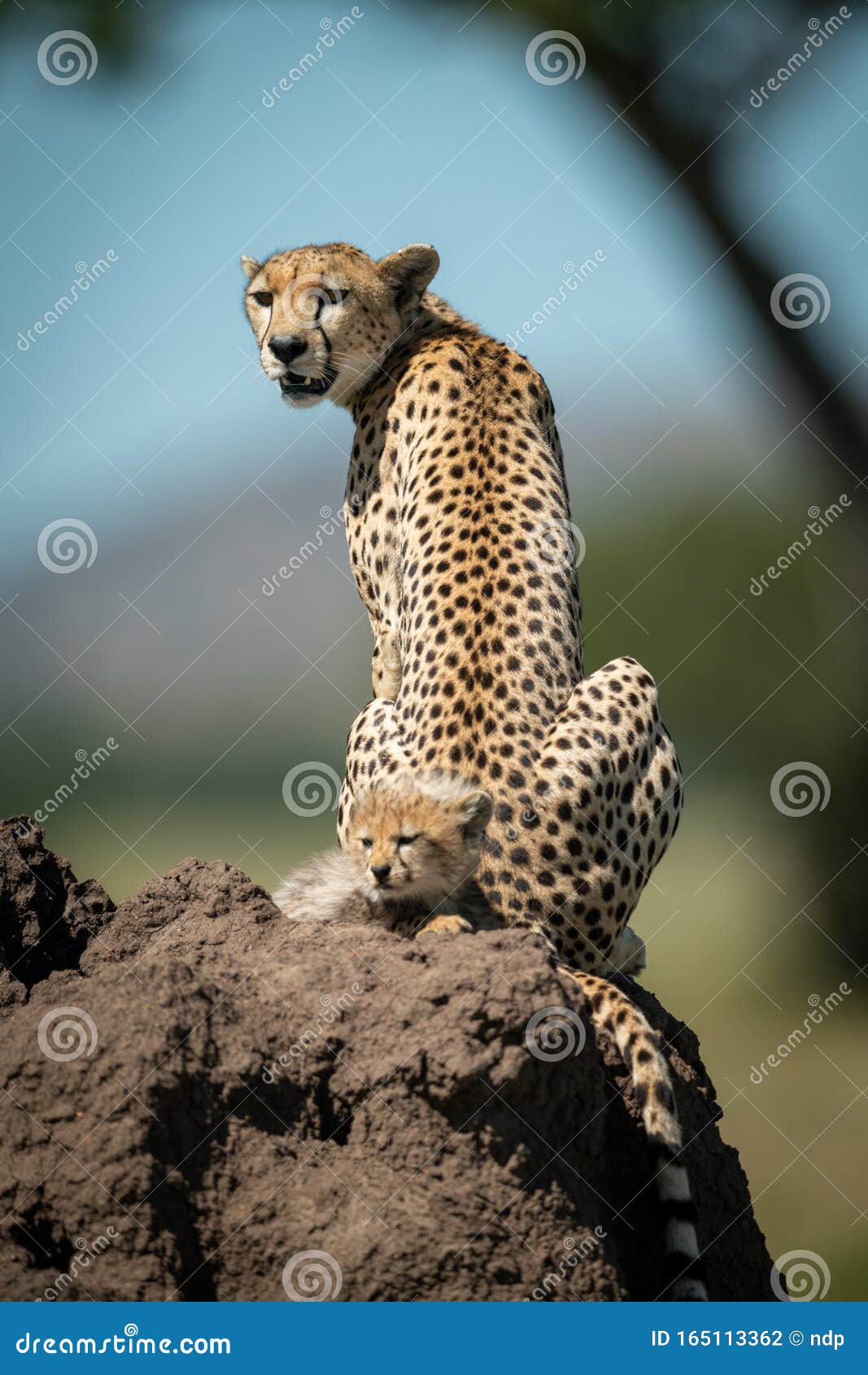 Female Cheetah Sitting on Mound by Cub Stock Photo - Image of mound ...