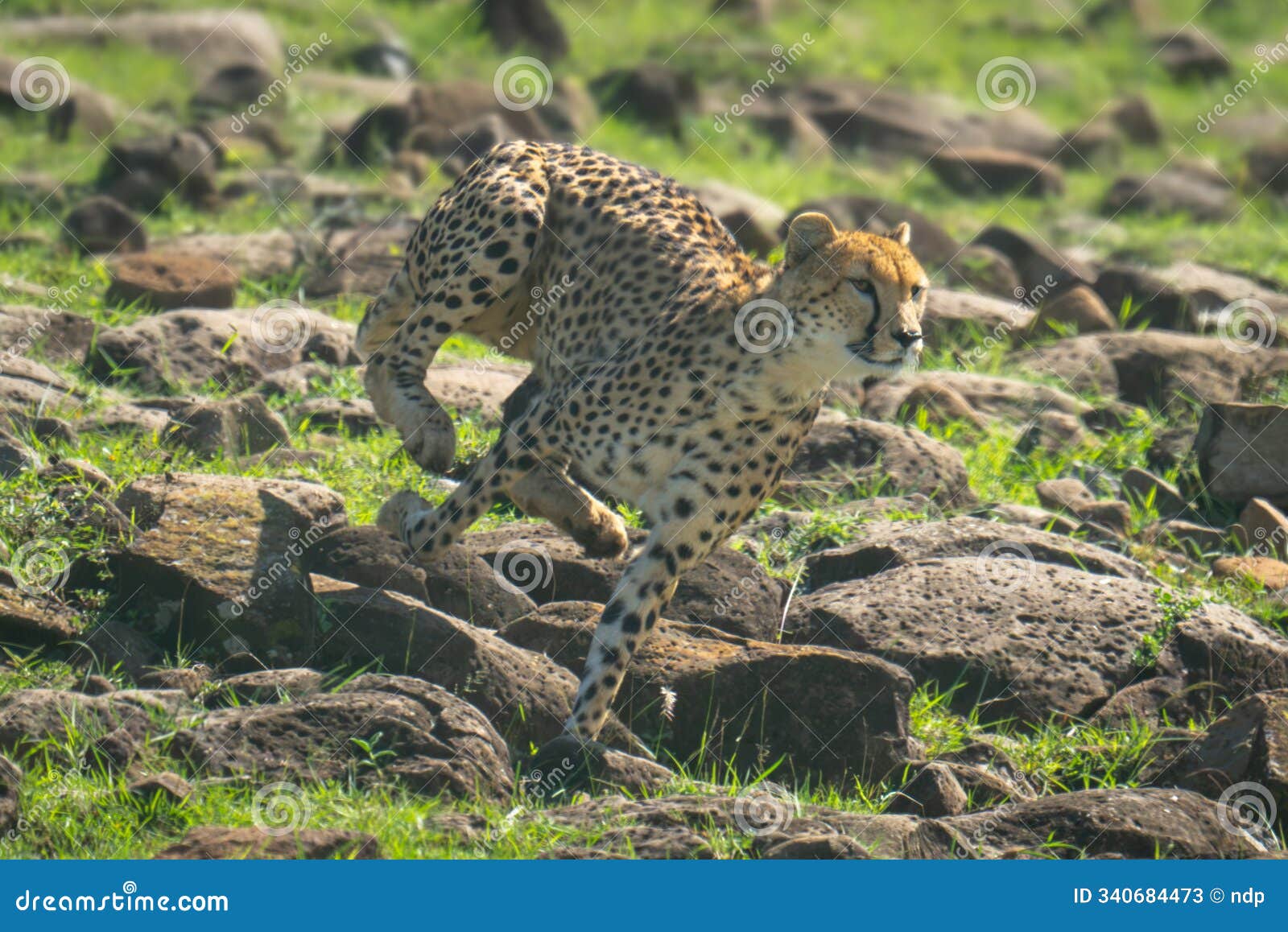 Cheetah Sprinting Through Blurred Savanna Background, Showcasing Its ...