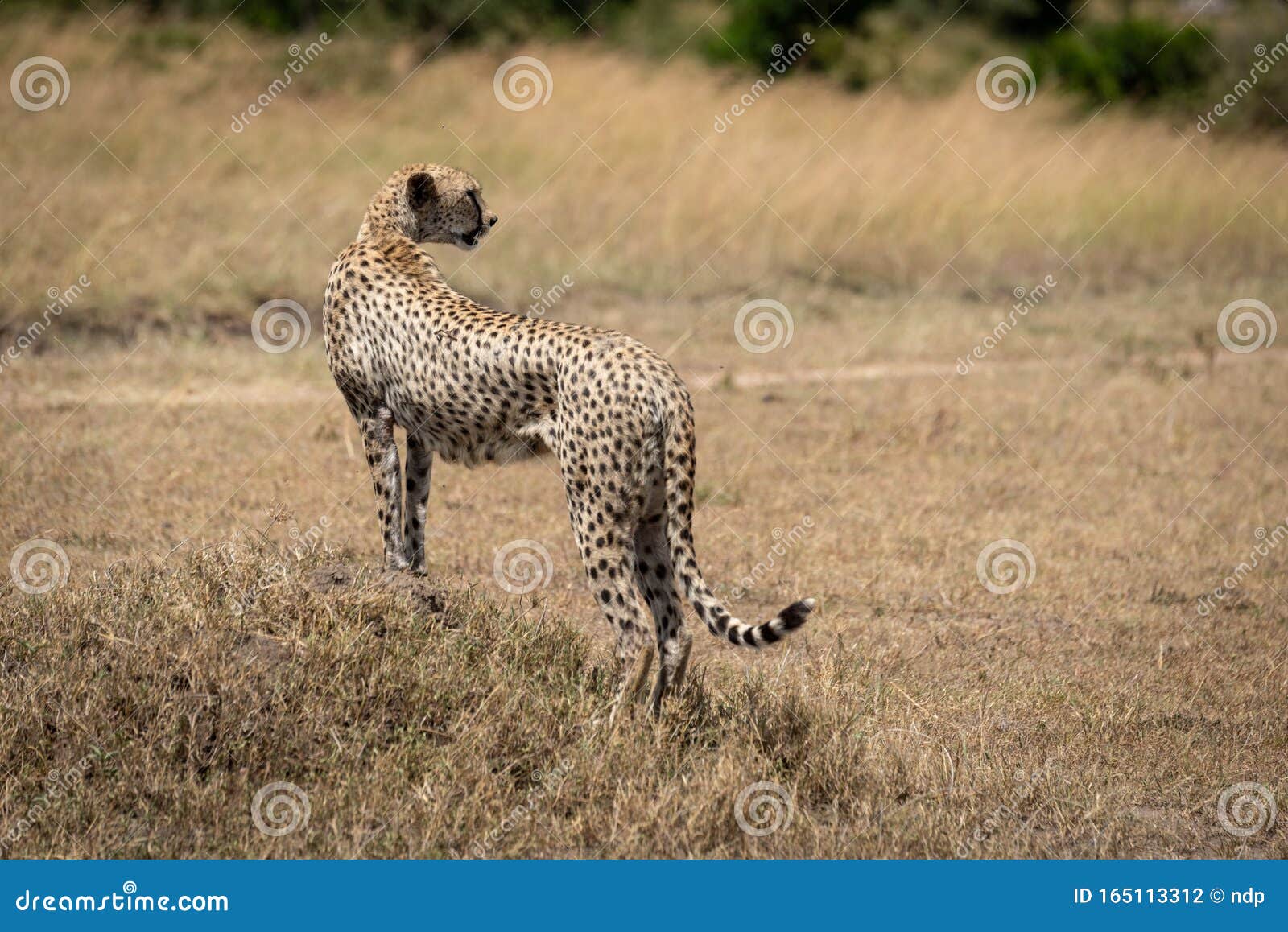 Female Cheetah Stands on Mound Turning Head Stock Photo - Image of ...