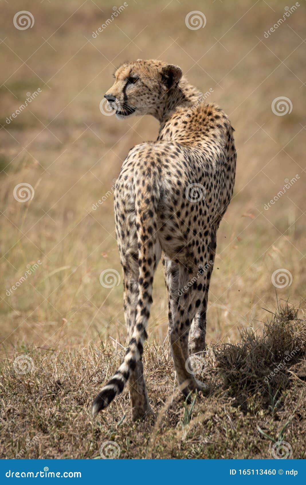 Female Cheetah Turns Head on Grassy Plain Stock Photo - Image of ...