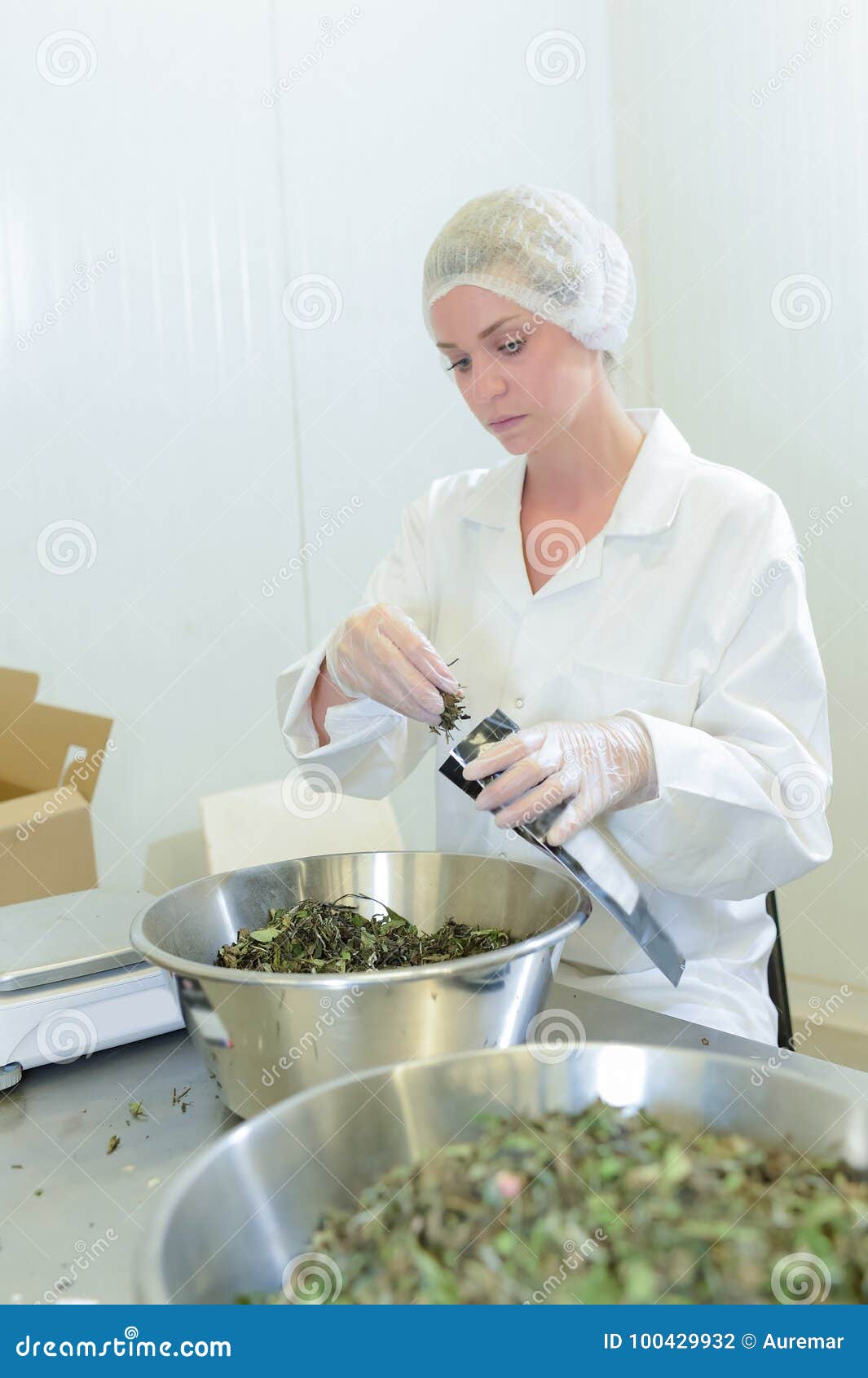 Female Chefs Working in Food Factroy Stock Photo - Image of industrial ...