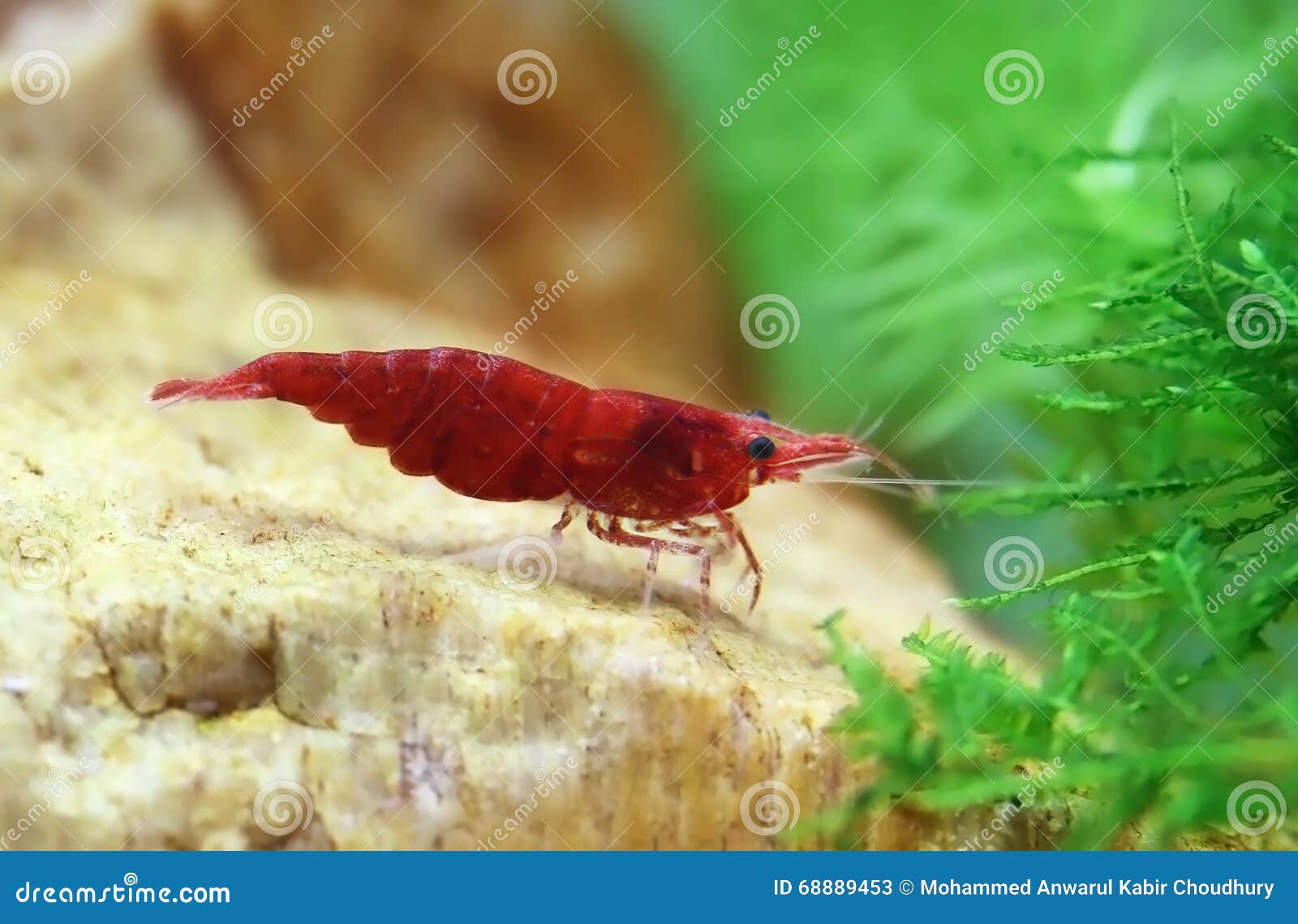 Female cherry shrimp stock image. Image of food, green - 68889453