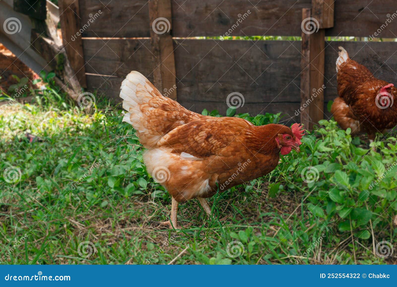 Female chicken. stock photo. Image of bird, chicken - 252554322