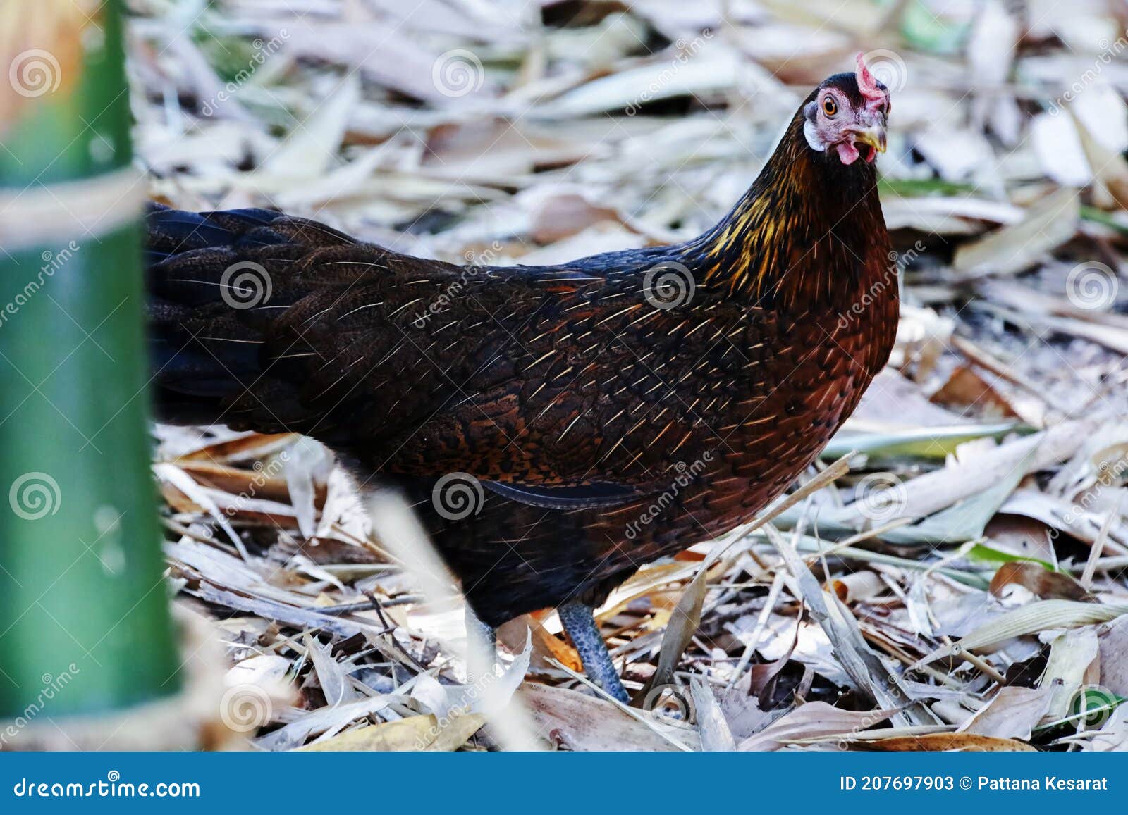 Female Chicken in the Forest Stock Image - Image of beautiful, green ...