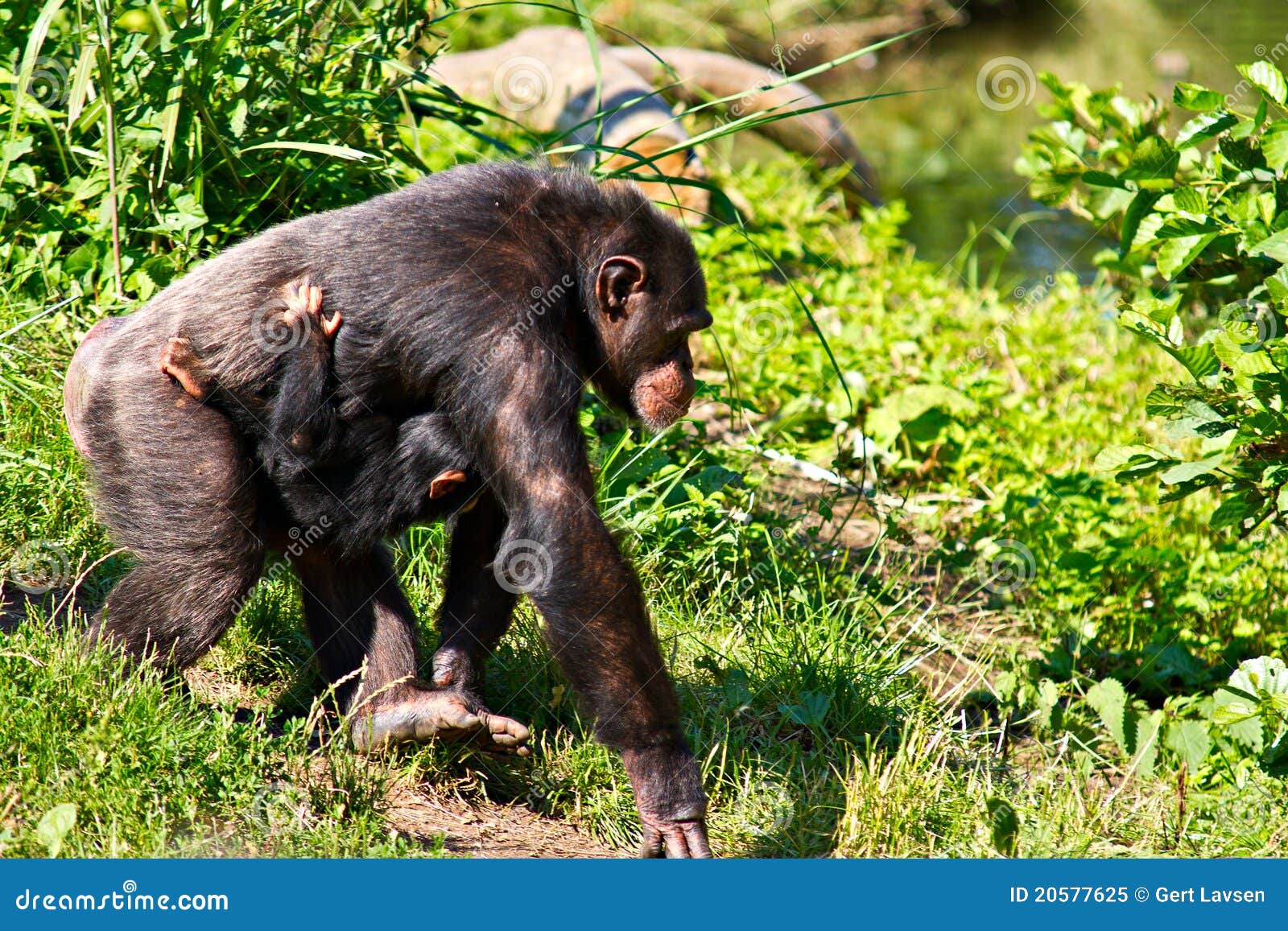 Female Chimpanzee Walking with Baby Stock Image - Image of love, life ...
