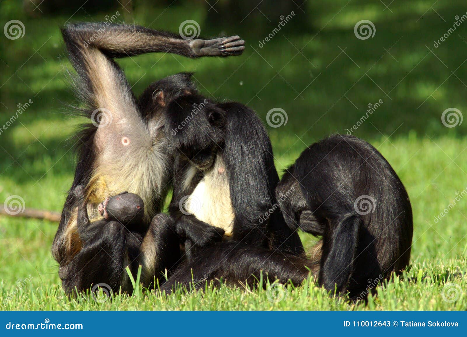 Female Chimpanzees with Cubs are Engaged in Grooming Stock Image ...