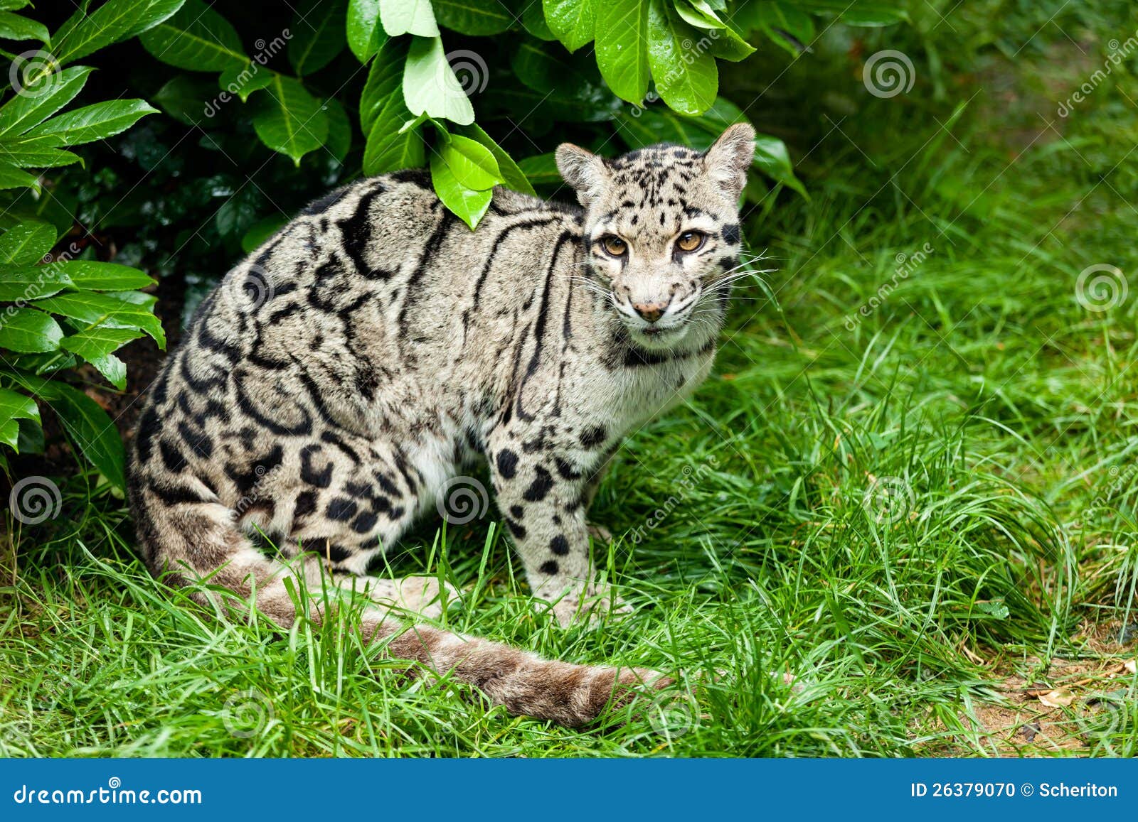 Female Clouded Leopard Sitting Under Bush Stock Photo - Image of ...