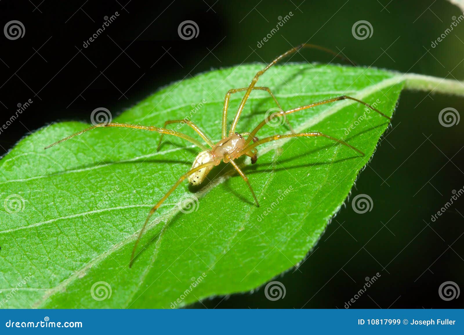 Cobweb Spider Stock Image | CartoonDealer.com #12949621