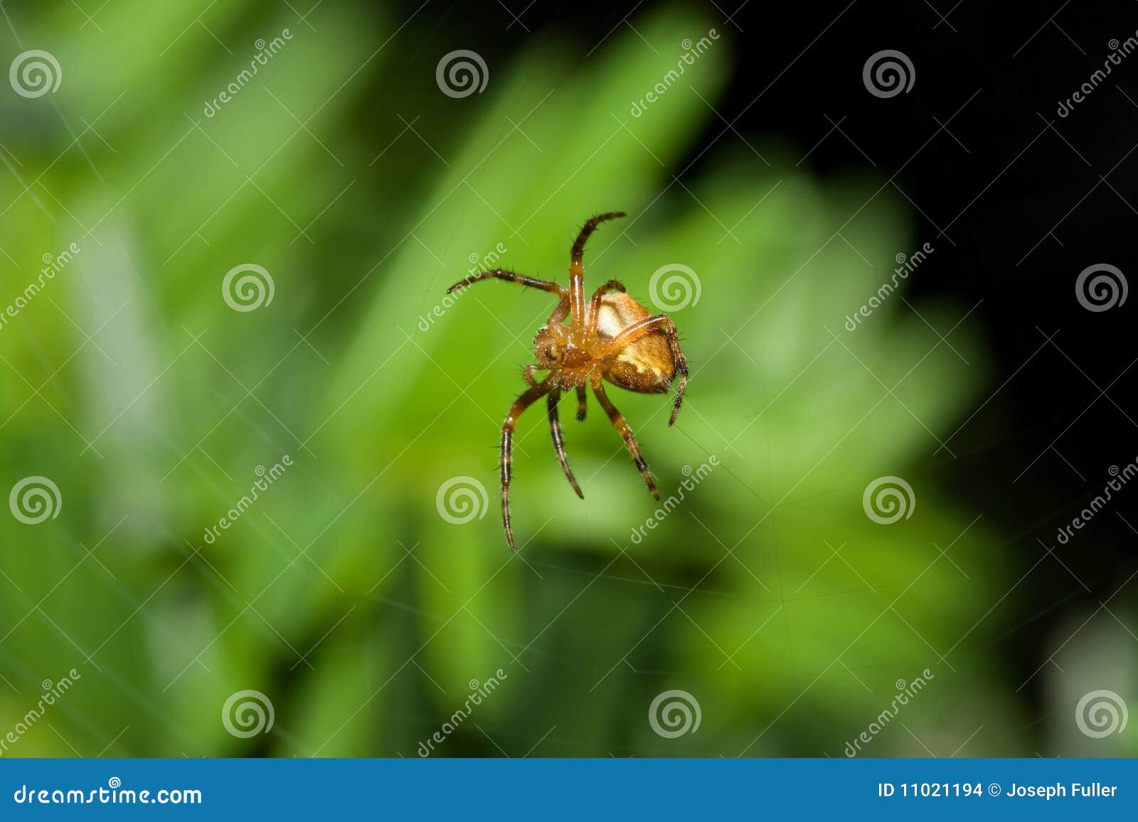 Female Cobweb Spider stock photo. Image of fauna, araneae - 11021194