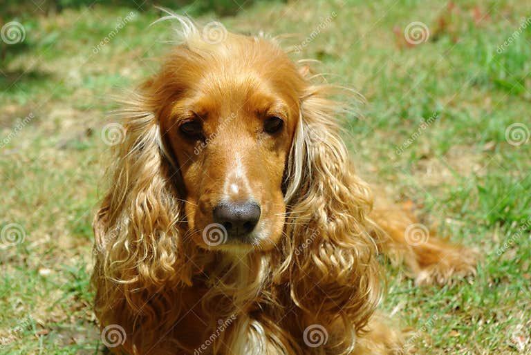 Female cocker spaniel dog stock photo. Image of background - 21406696