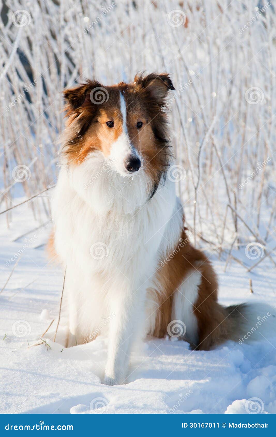 Collie sits in the snow stock image. Image of beauty - 30167011