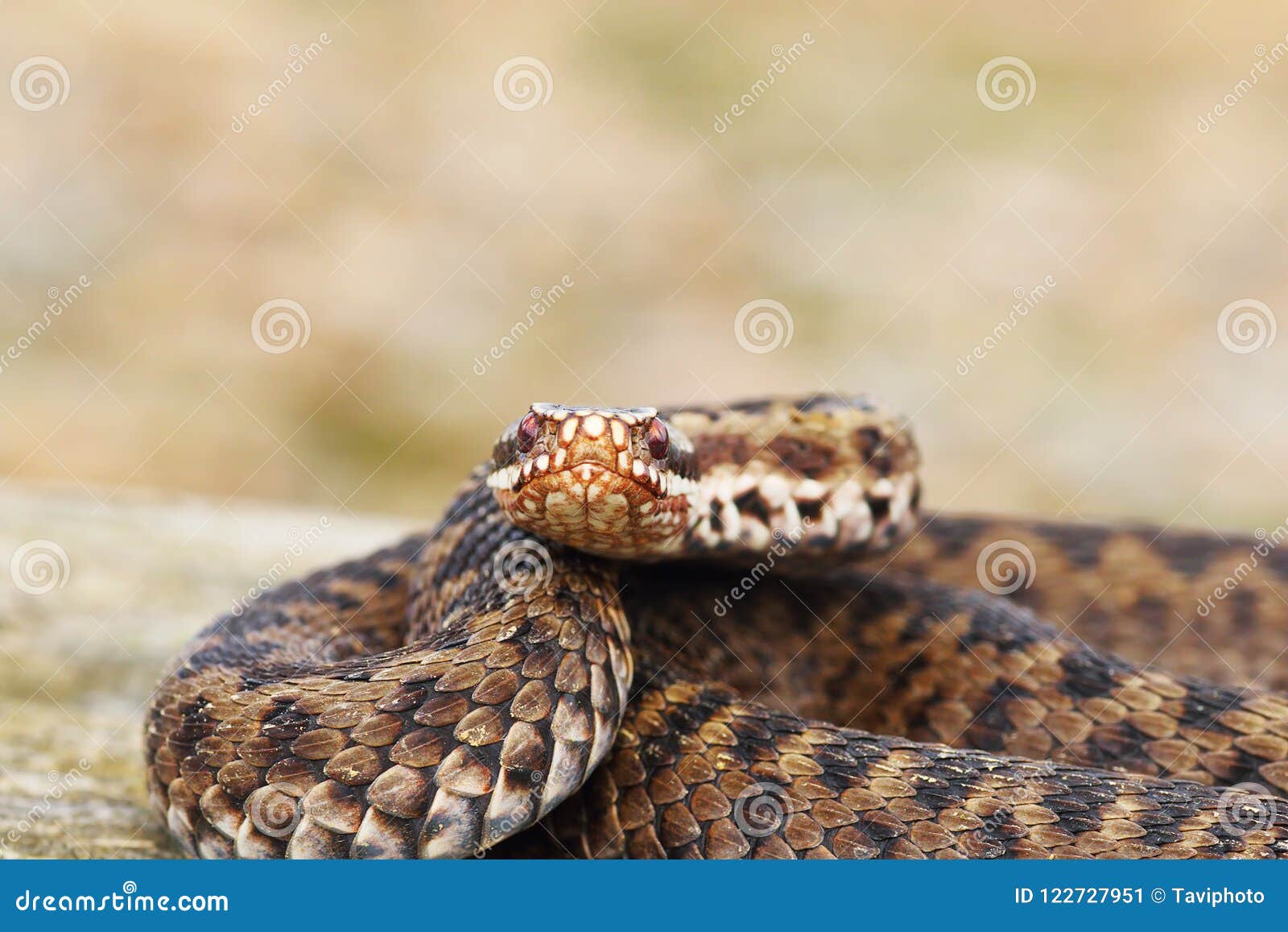 Female Common Adder Looking at the Camera Stock Image - Image of ...