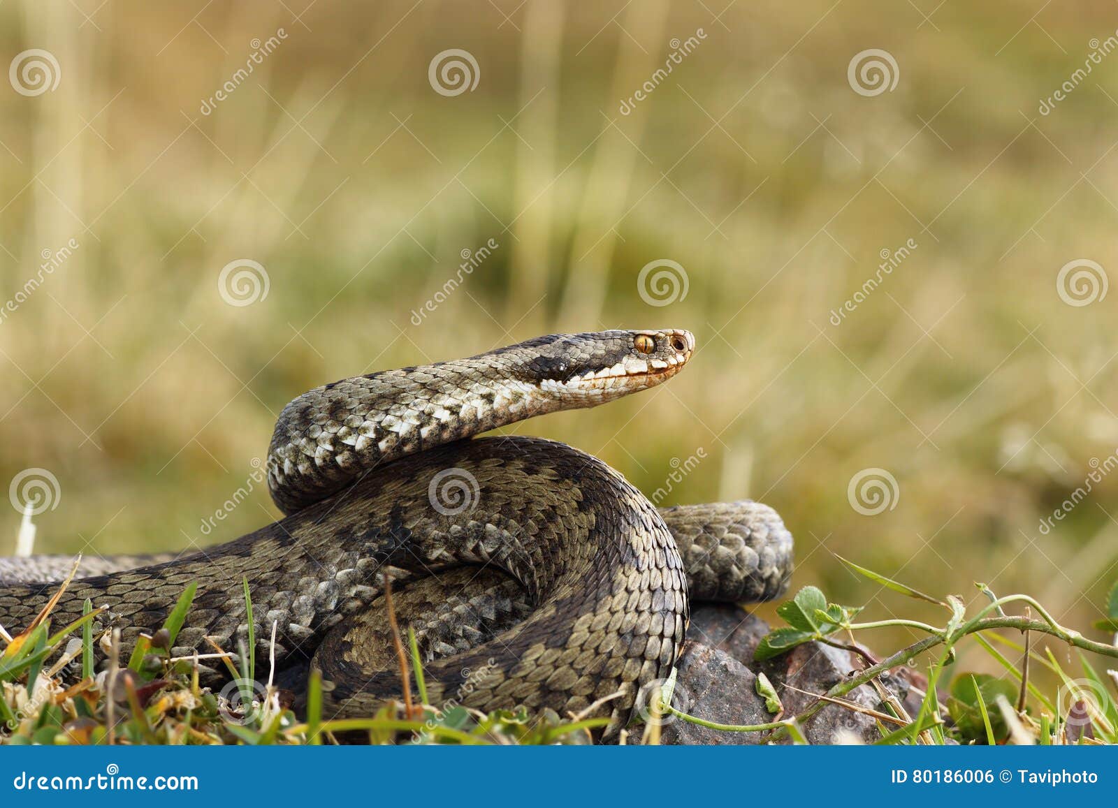 Female Common Adder Ready To Strike Stock Photo - Image of crawling ...