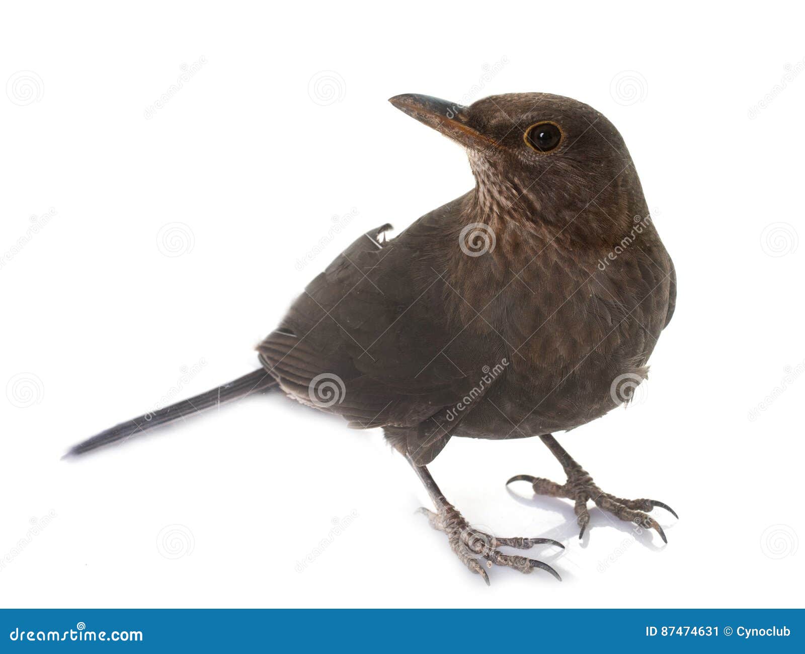 Female Common blackbird stock image. Image of animal - 87474631