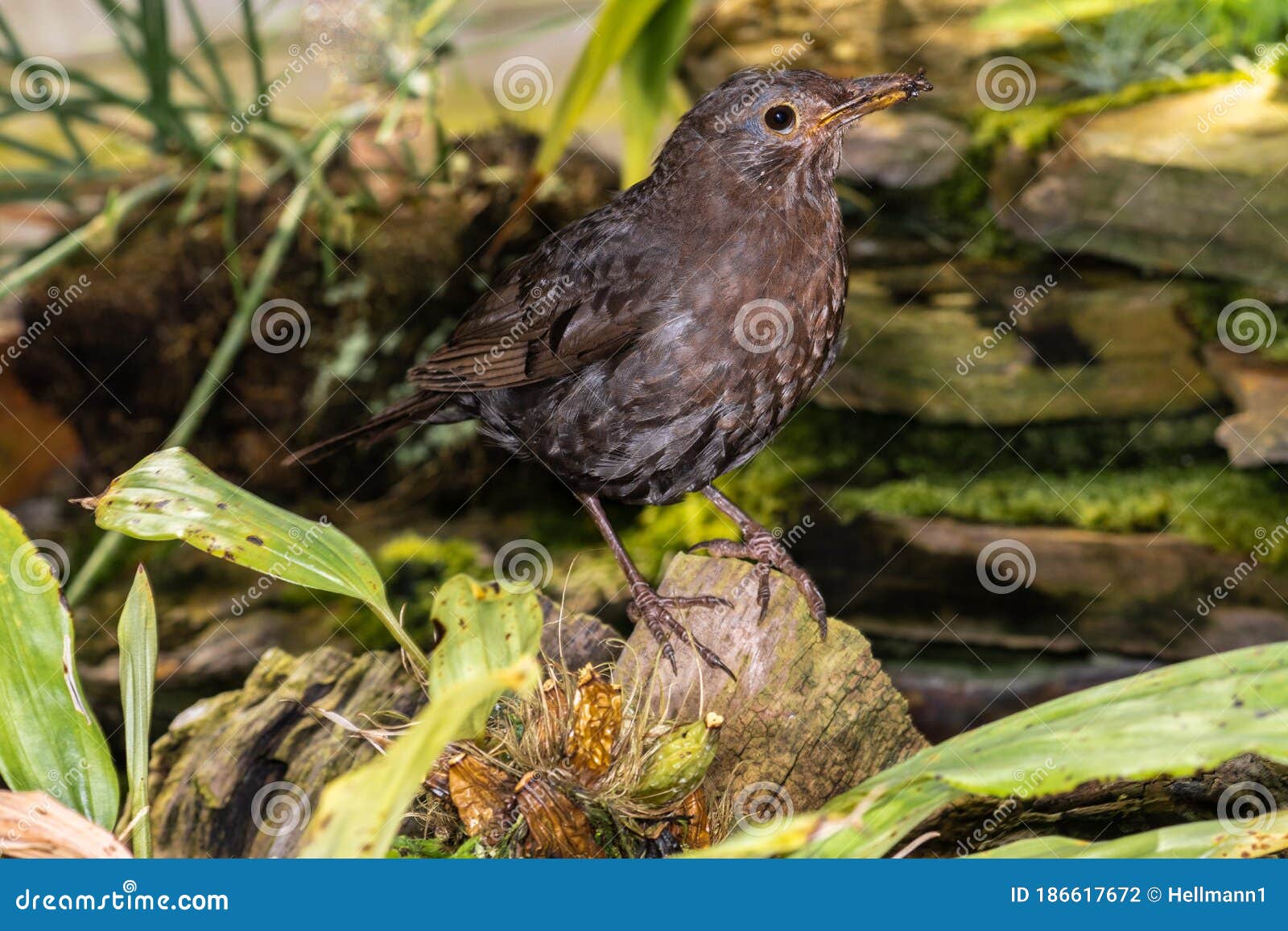 Female Common Blackbird stock photo. Image of lawn, brown - 186617672